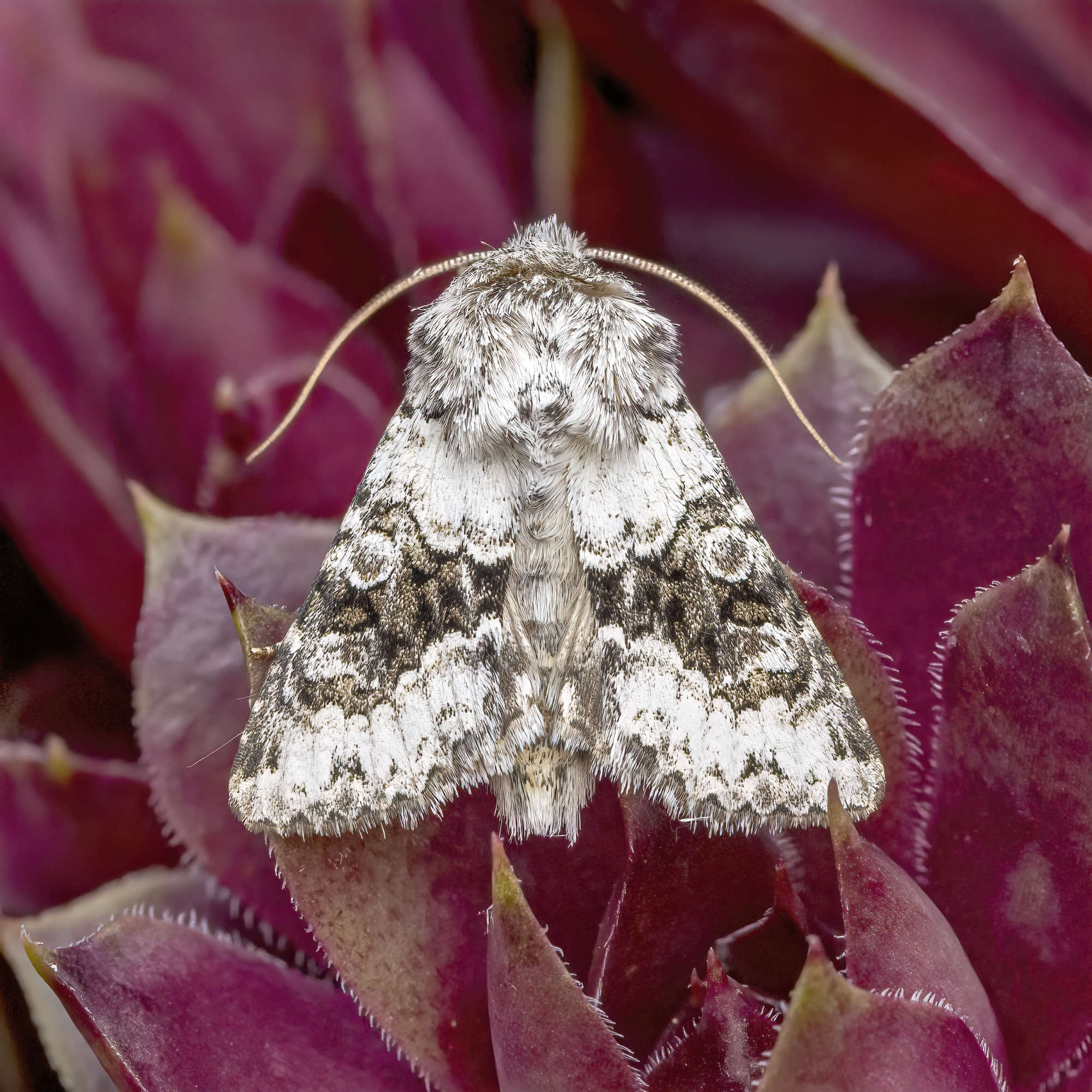 Broad-barred White | Somerset Moths