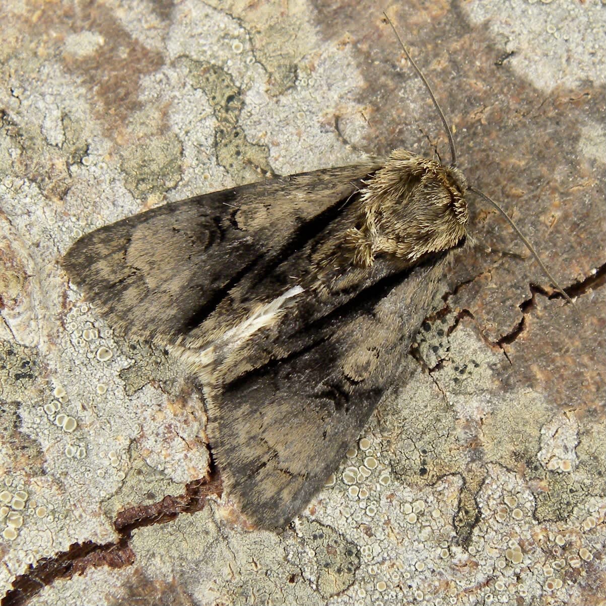 Alder Moth | Somerset Moths