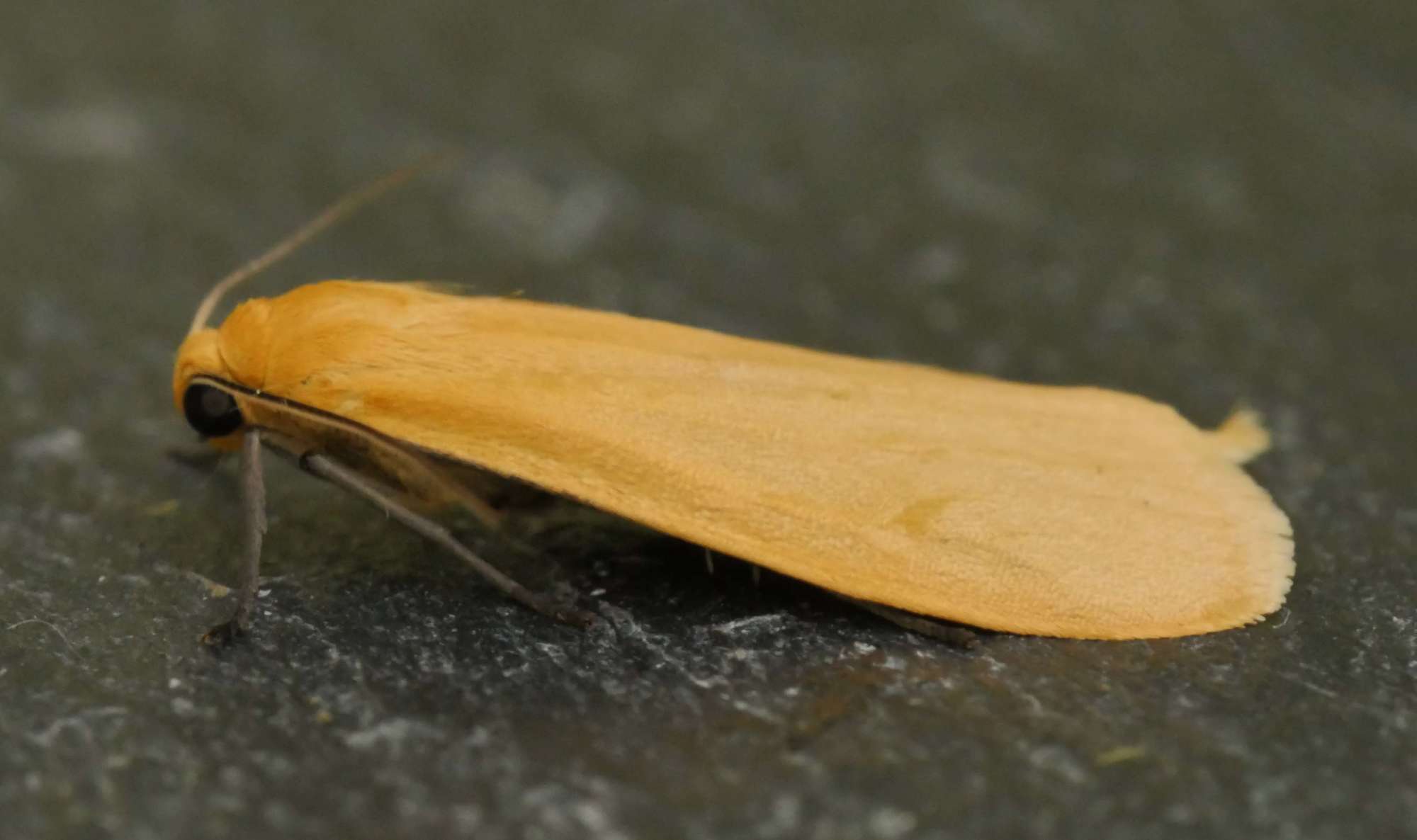 Orange Footman | Somerset Moths