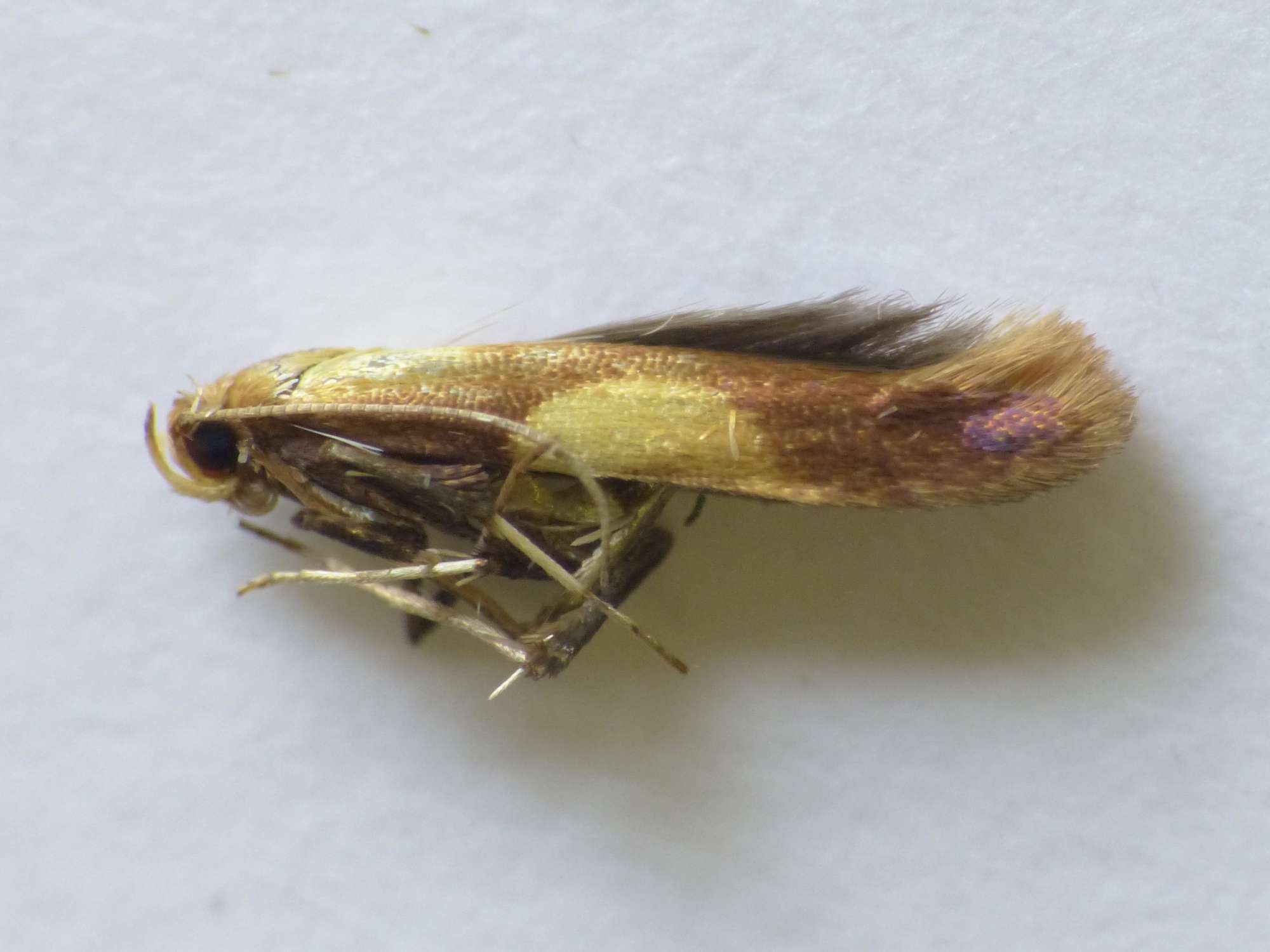 Caloptilia robustella | Somerset Moths