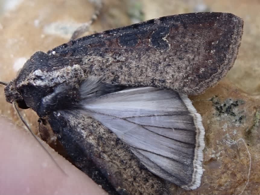 Pearly Underwing | Somerset Moths