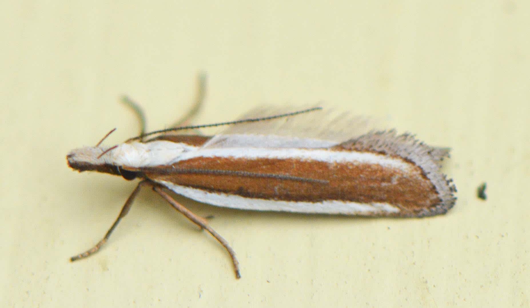 Dichomeris marginella | Somerset Moths