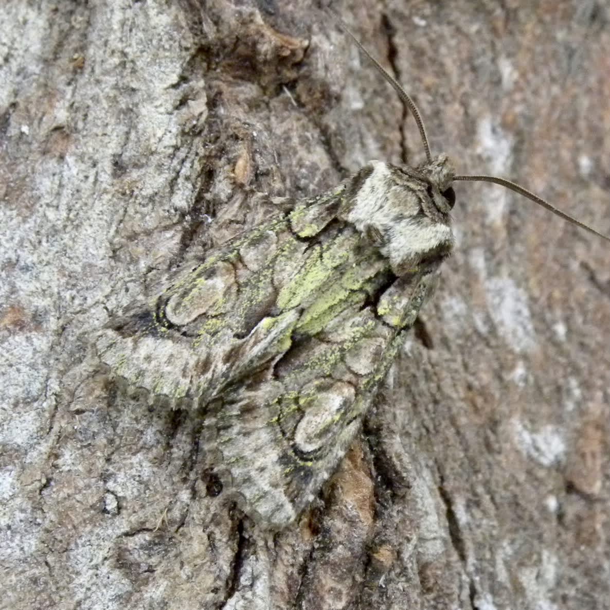 Green-brindled Crescent | Somerset Moths