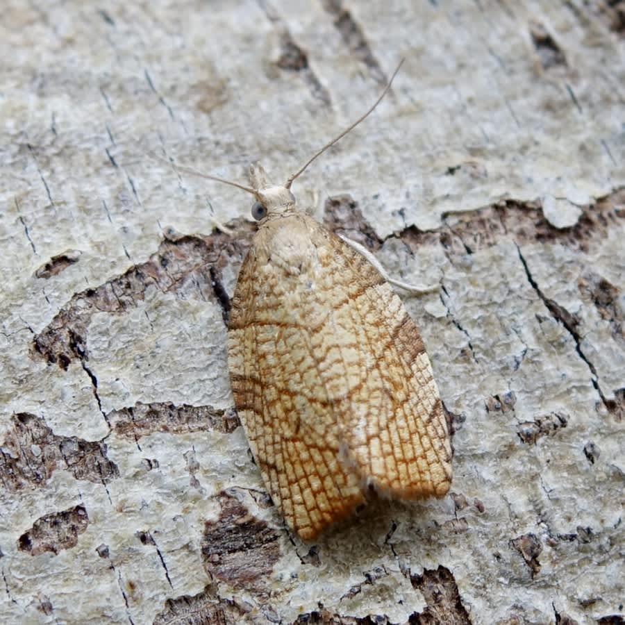 Pandemis corylana | Somerset Moths