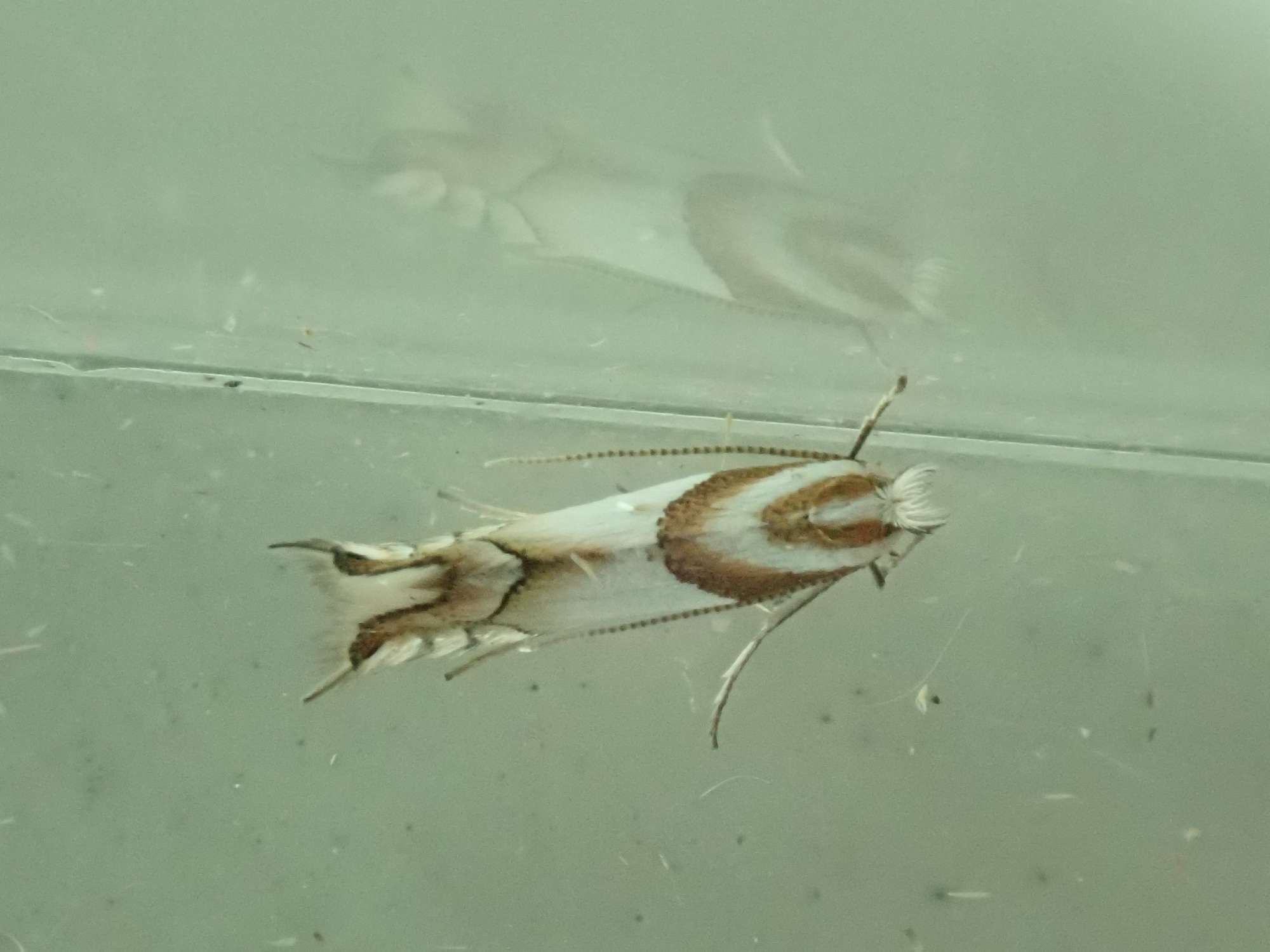 Phyllonorycter roboris | Somerset Moths