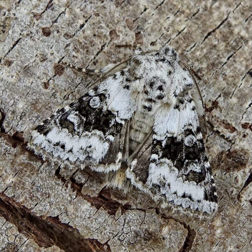 Broad-barred White | Somerset Moths