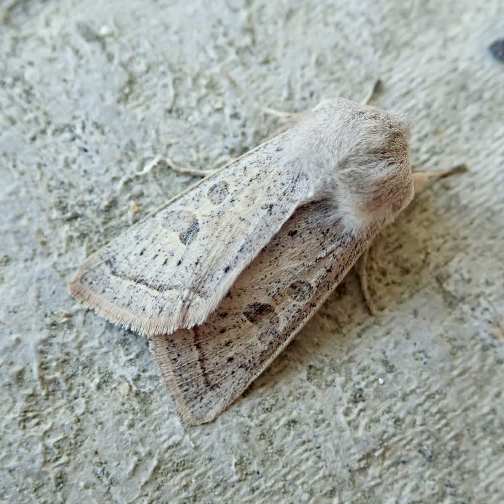 Powdered Quaker | Somerset Moths