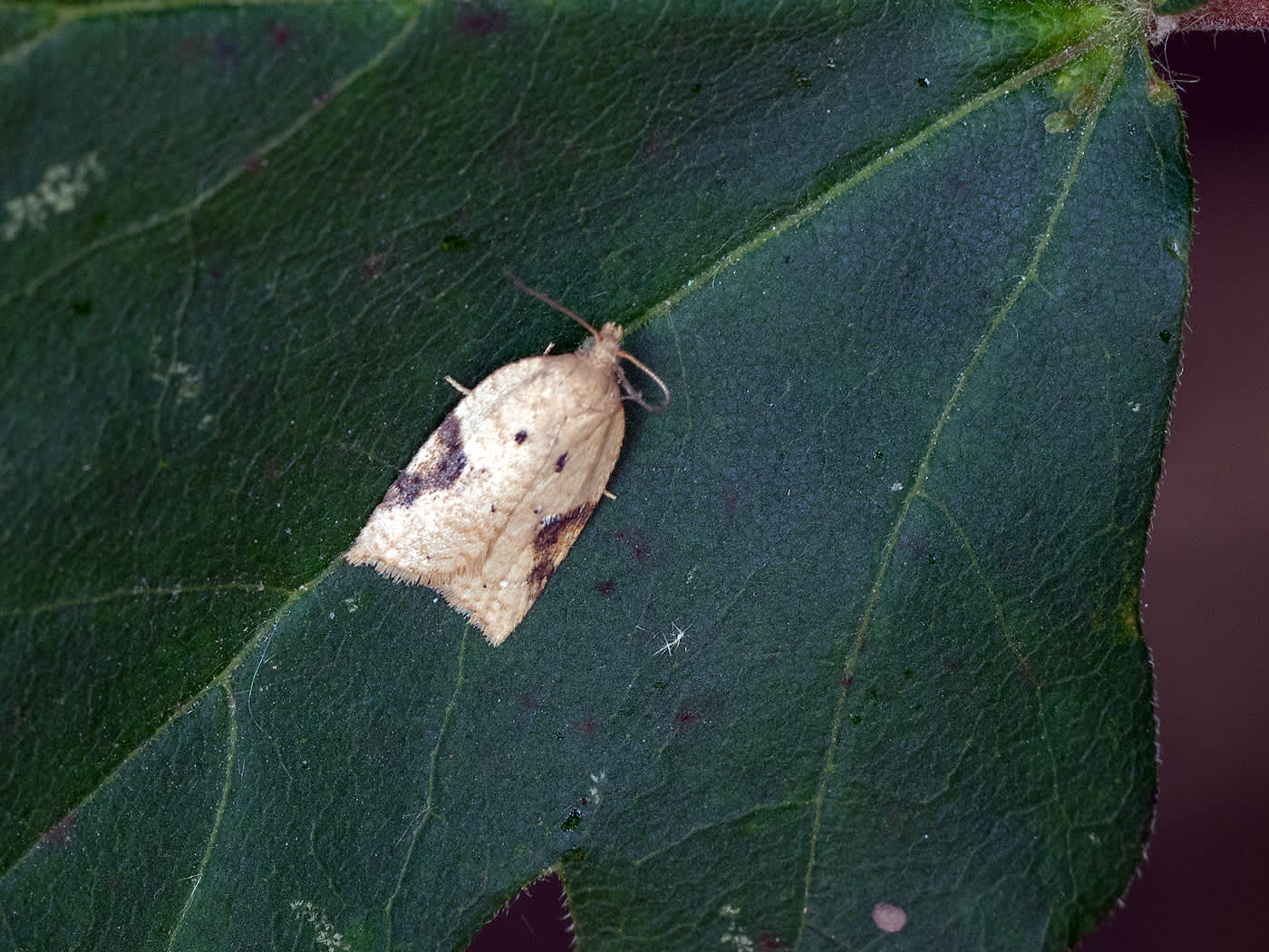 Acleris rhombana | Somerset Moths