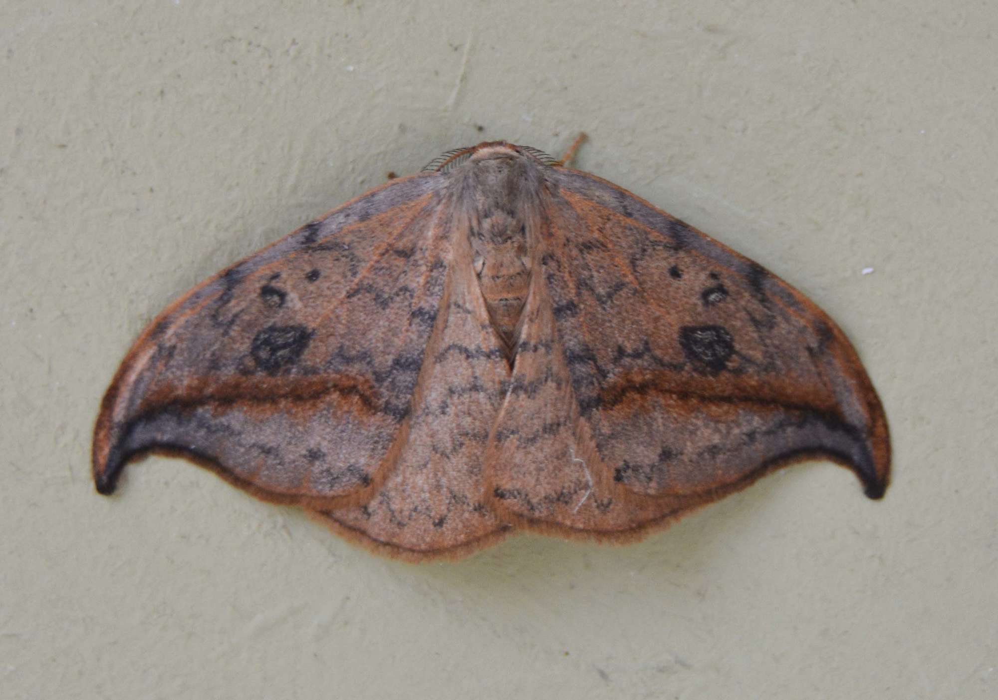 Pebble Hook-tip | Somerset Moths
