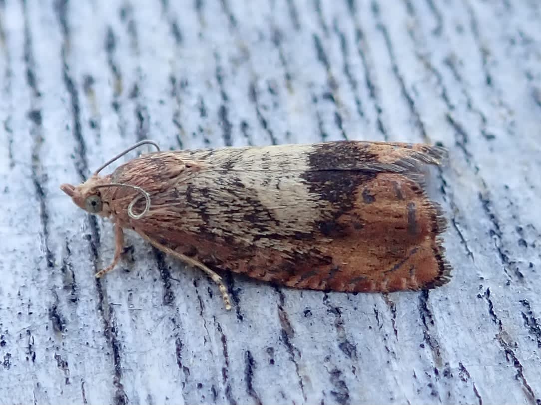 Cydia amplana | Somerset Moths