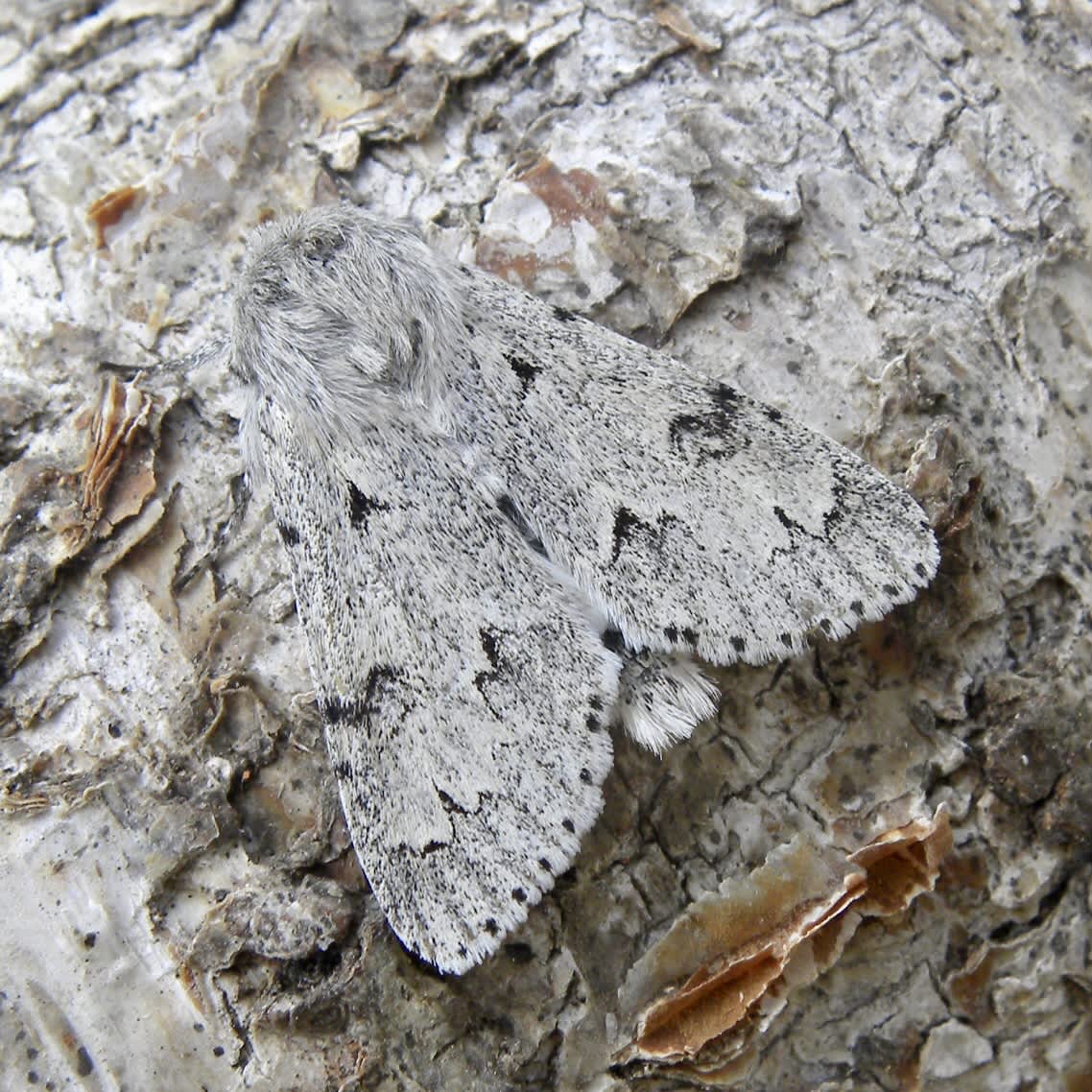 The Miller | Somerset Moths