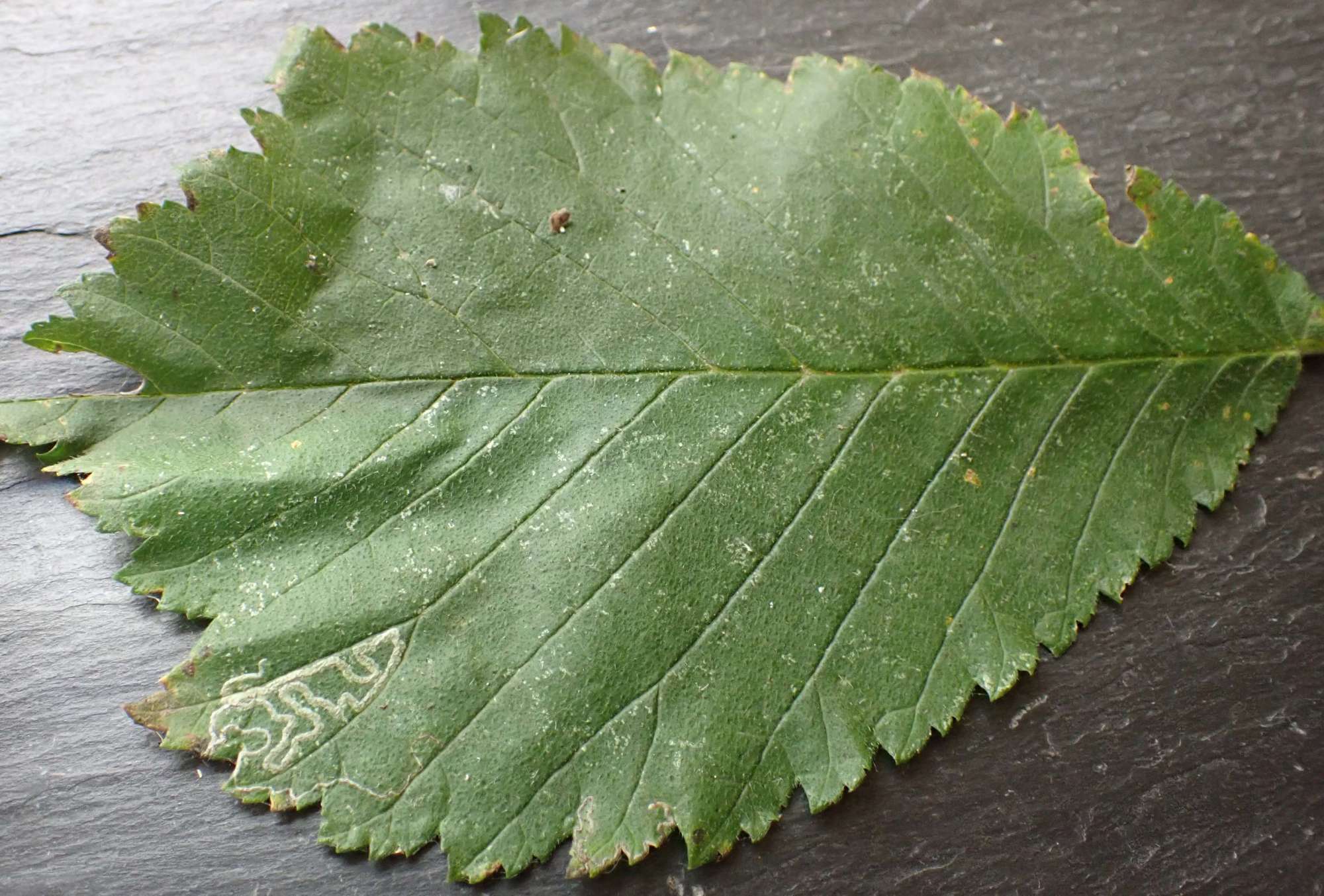 Stigmella ulmivora | Somerset Moths