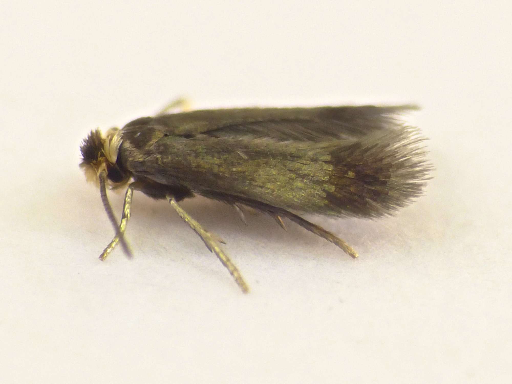 Stigmella anomalella | Somerset Moths