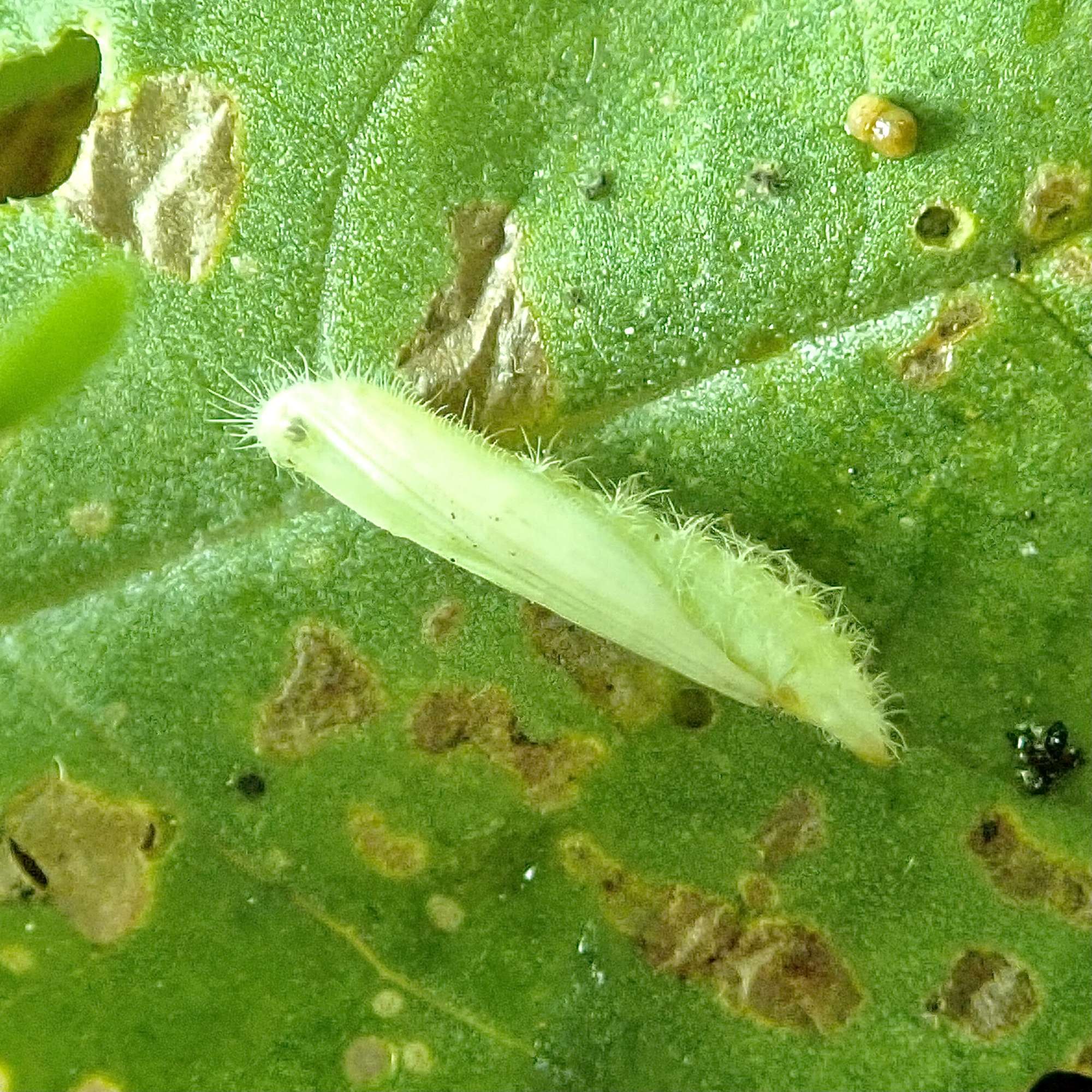 Emmelina monodactyla | Somerset Moths
