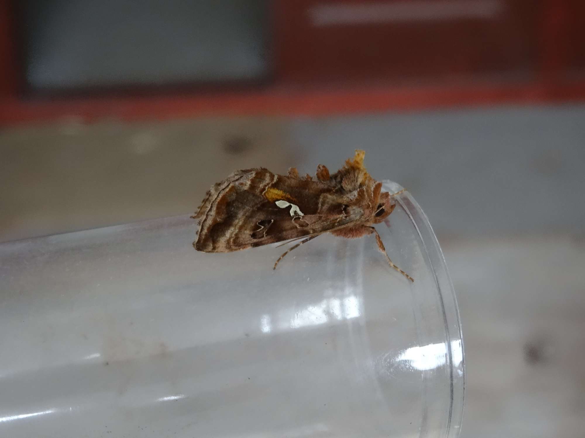 Beautiful Golden Y | Somerset Moths