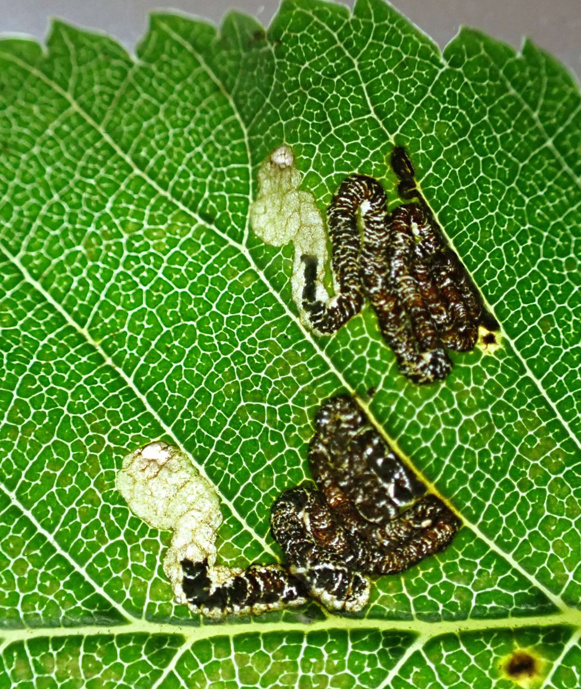 Stigmella viscerella | Somerset Moths