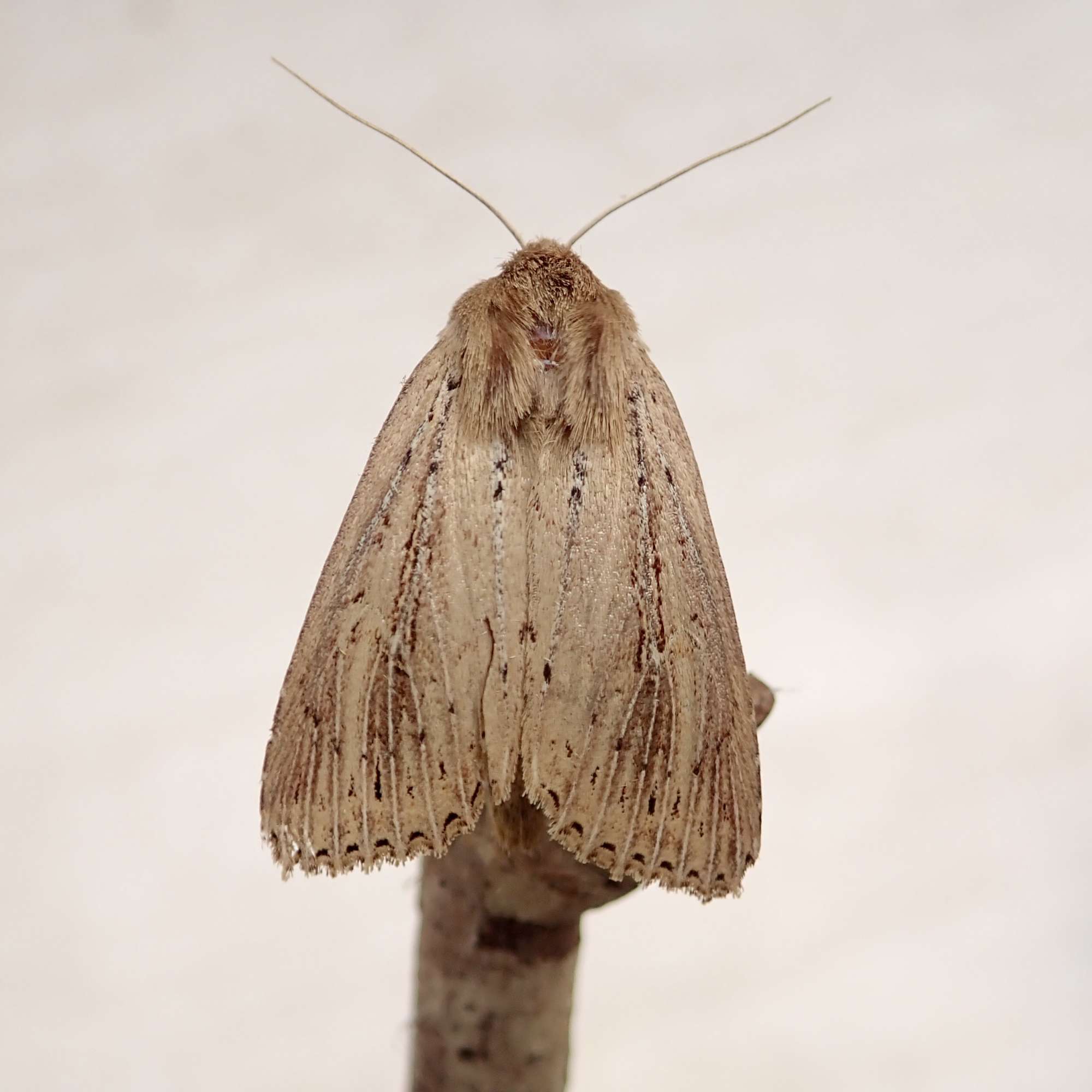 Bulrush Wainscot | Somerset Moths