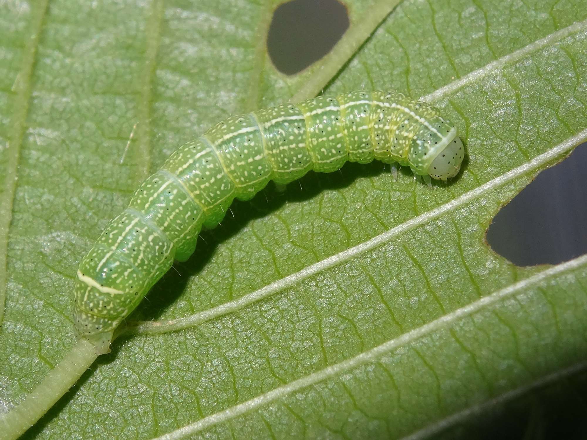 Common Quaker | Somerset Moths