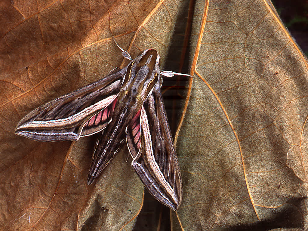 Silver-striped Hawk-moth | Somerset Moths