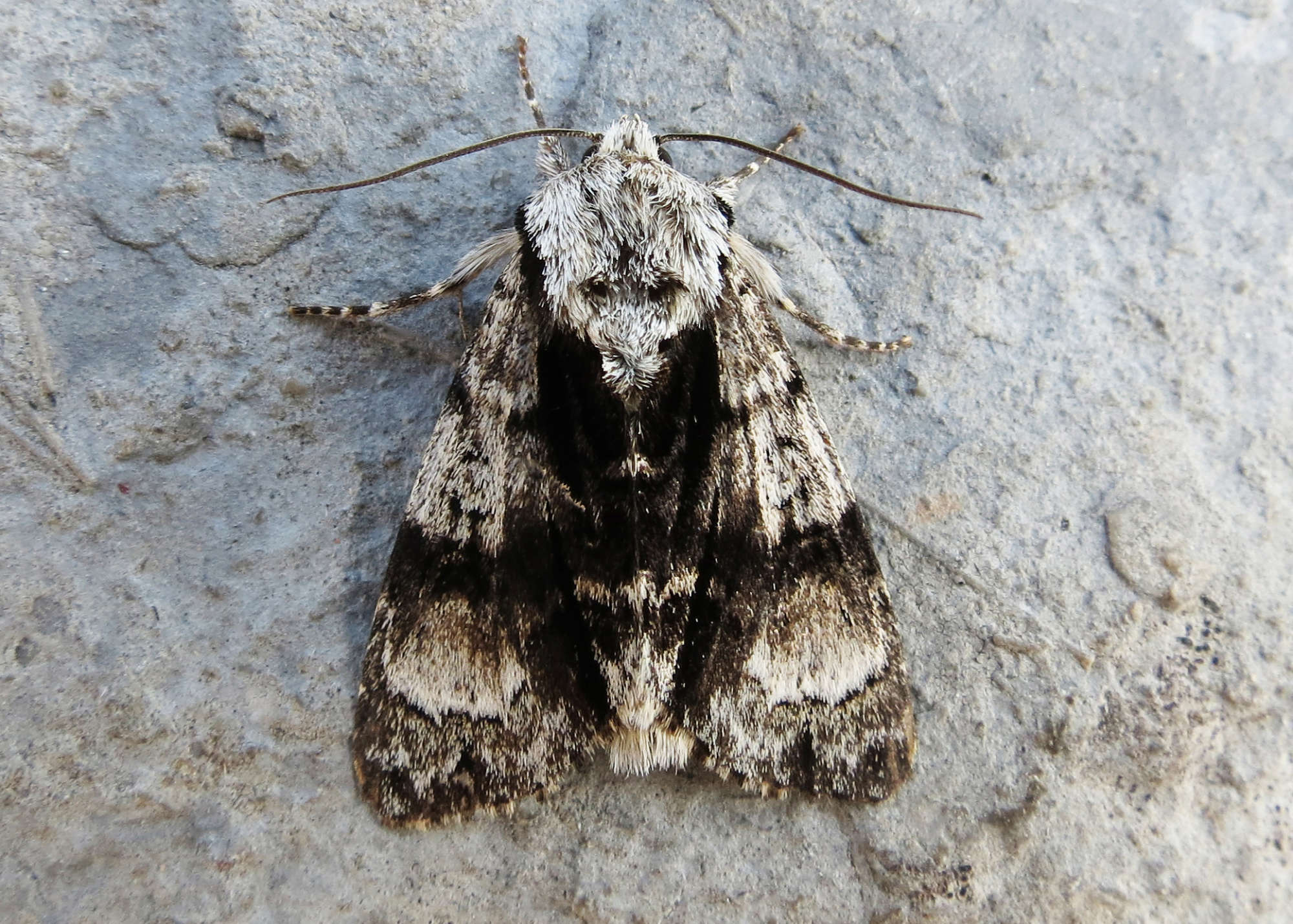 Alder Moth | Somerset Moths