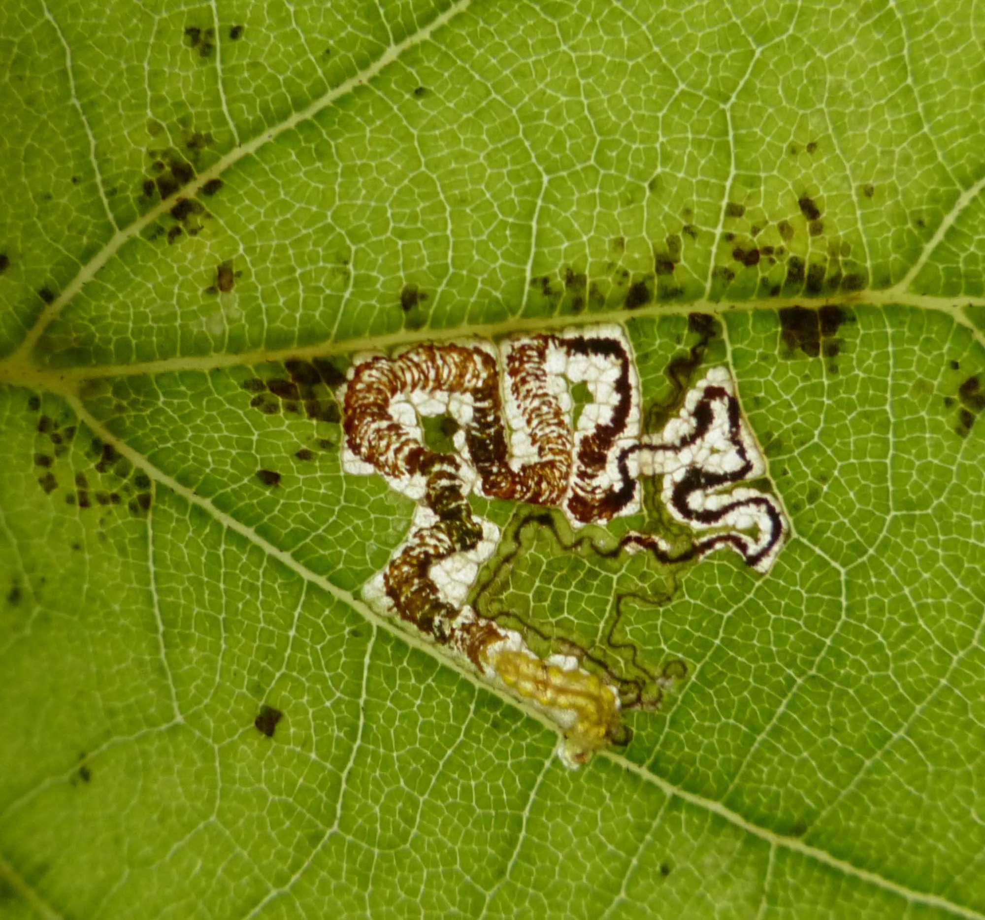 Stigmella tiliae | Somerset Moths