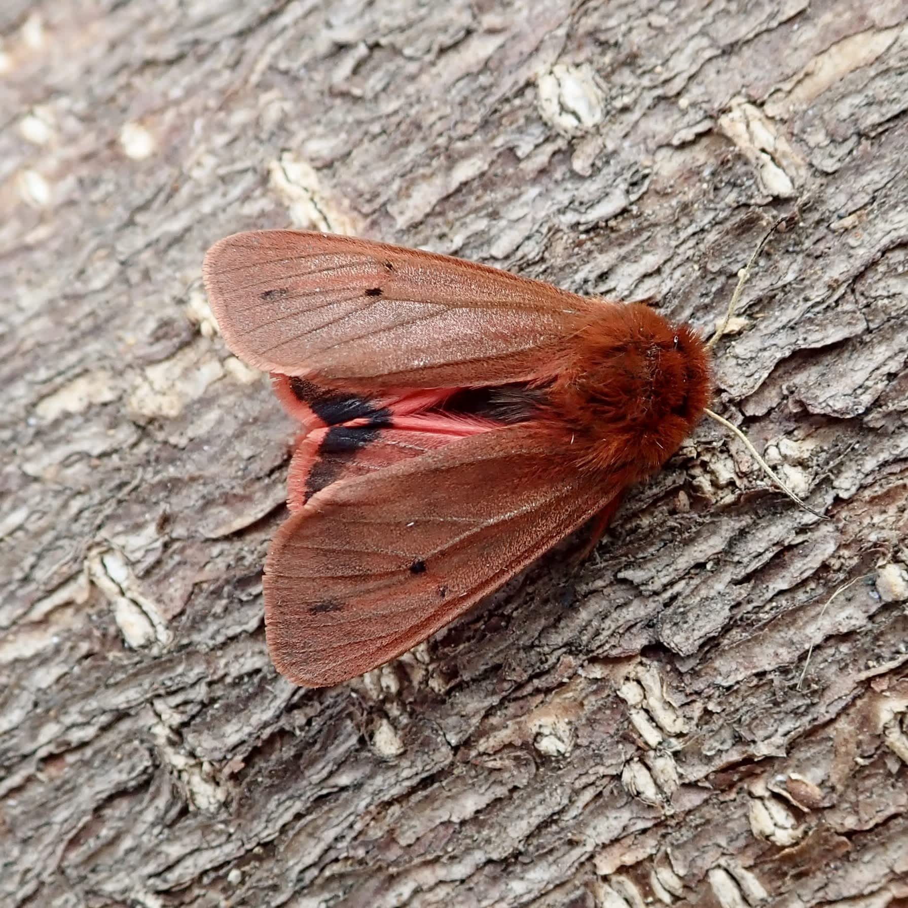Ruby Tiger | Somerset Moths