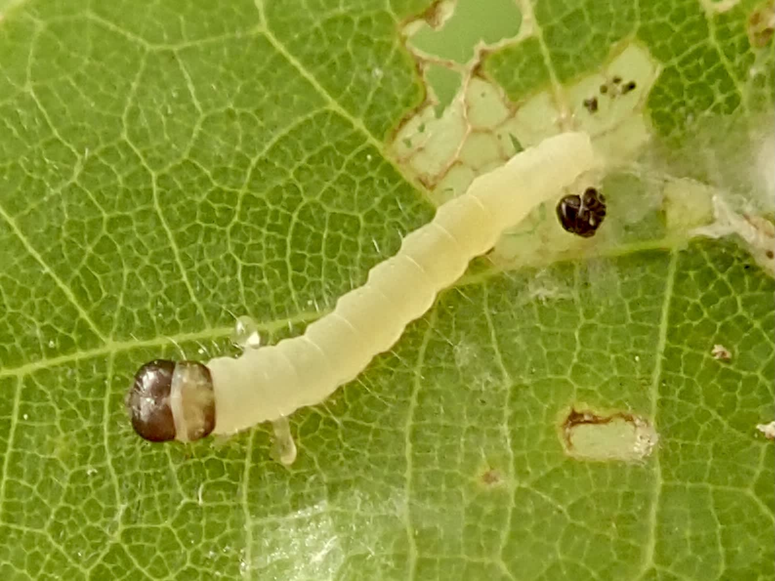 Diurnea fagella | Somerset Moths