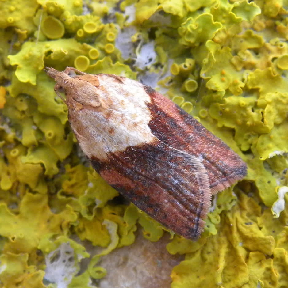 Epiphyas postvittana | Somerset Moths