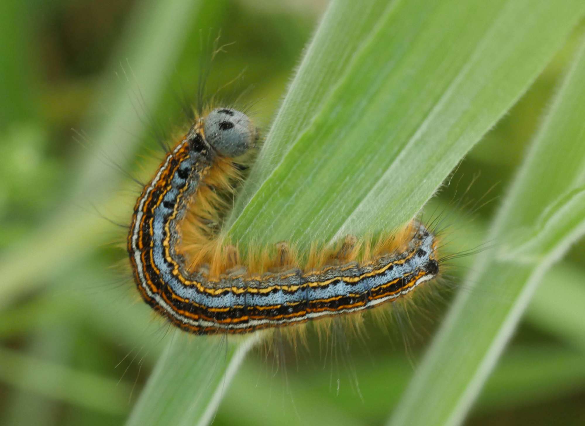 The Lackey | Somerset Moths