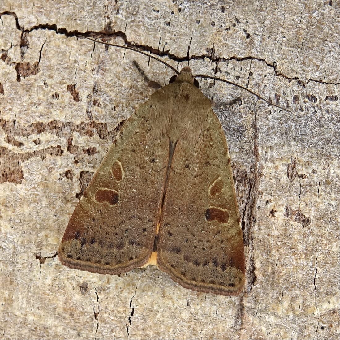 Lesser Yellow Underwing | Somerset Moths