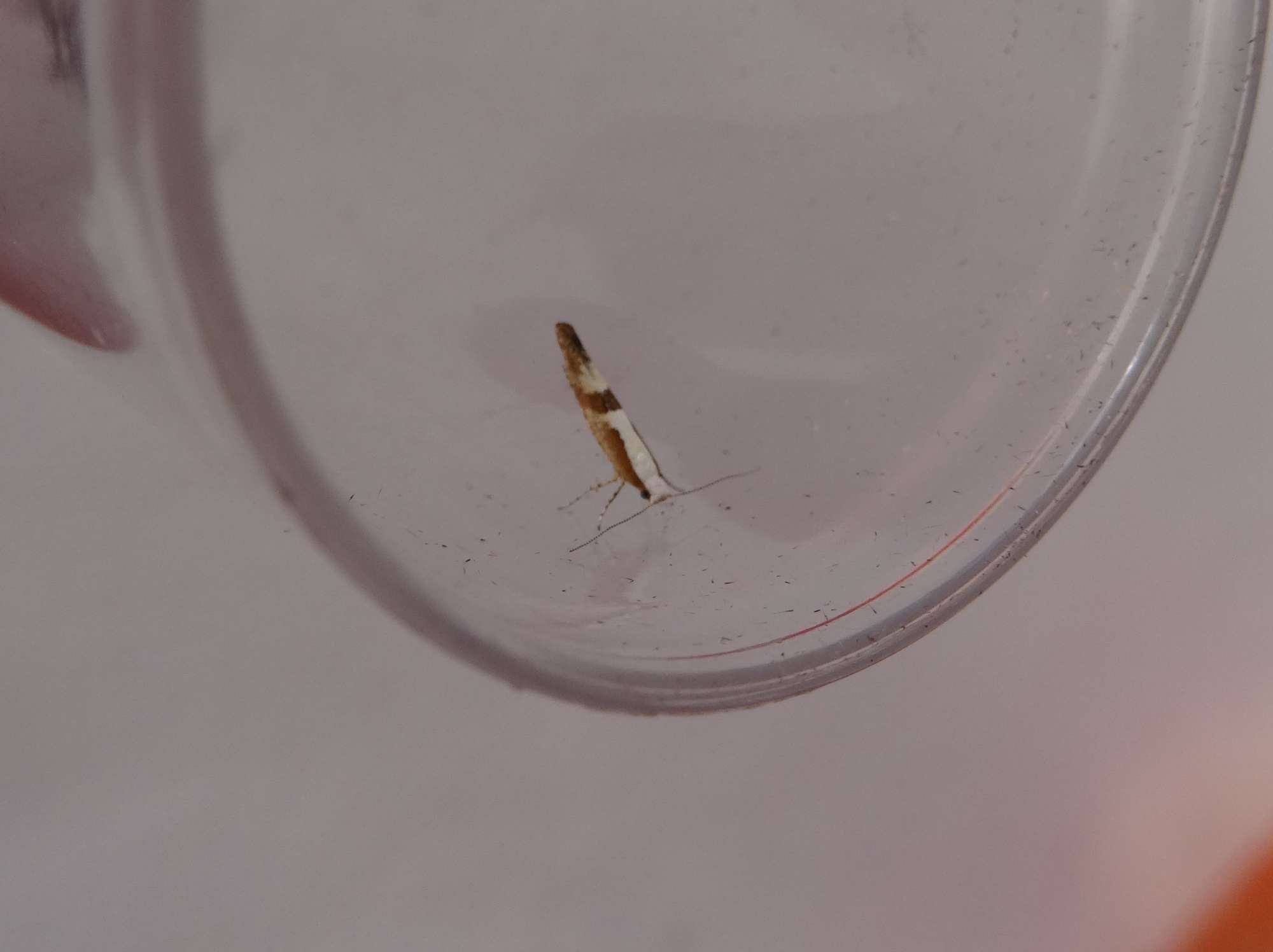 Argyresthia pruniella | Somerset Moths