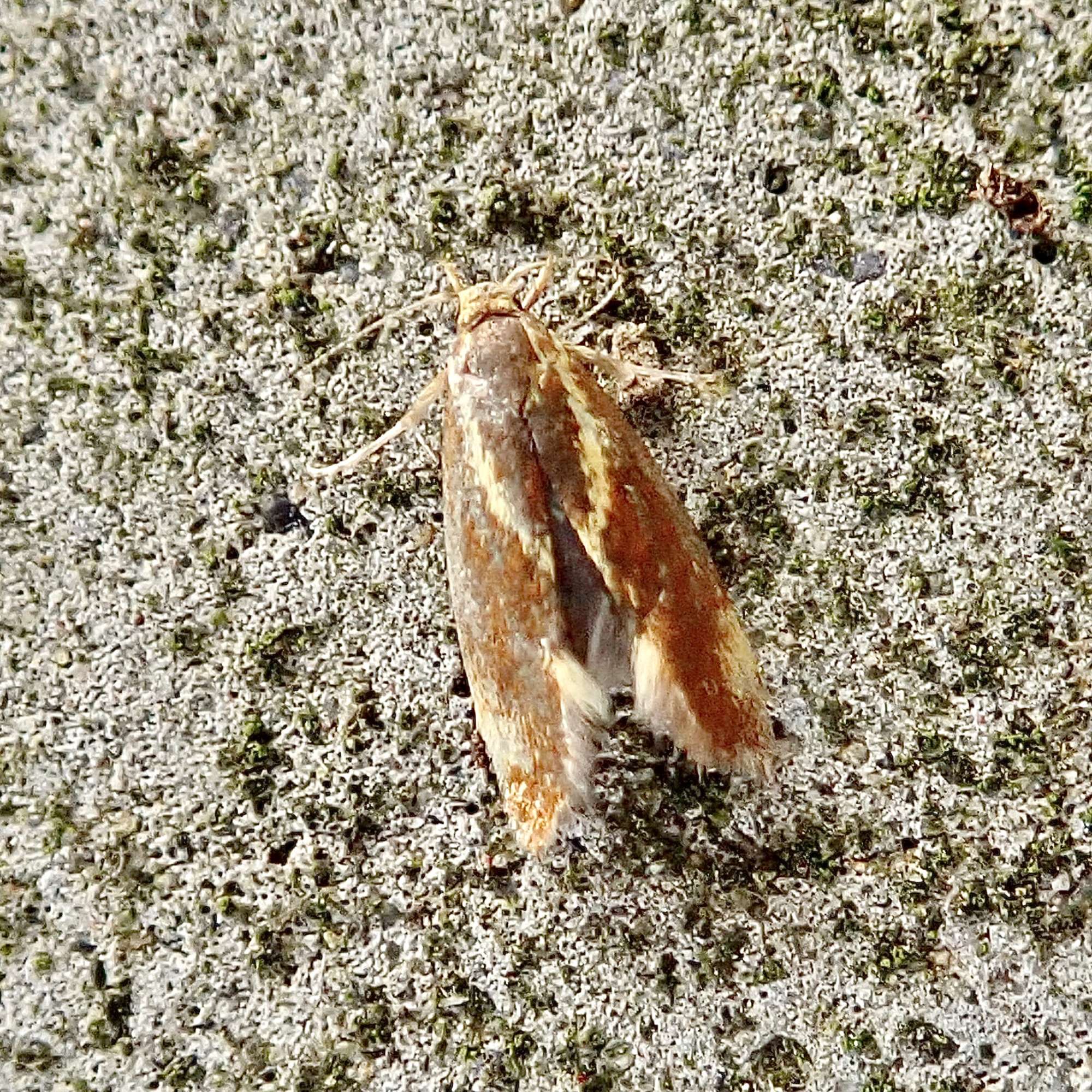 Metalampra italica | Somerset Moths