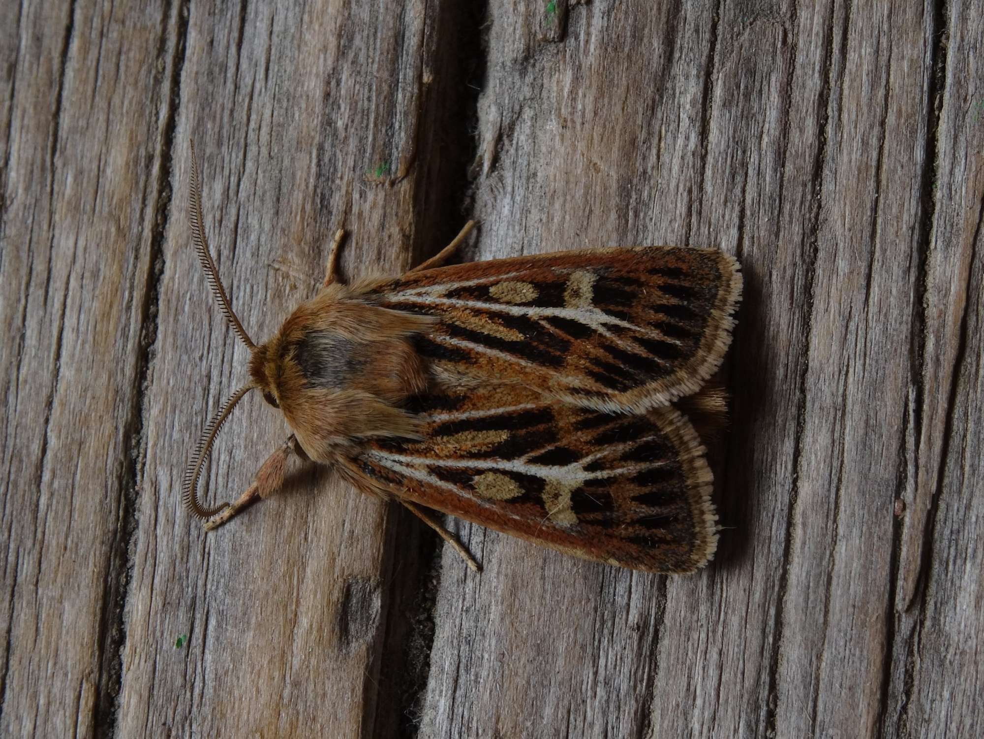 Antler Moth | Somerset Moths