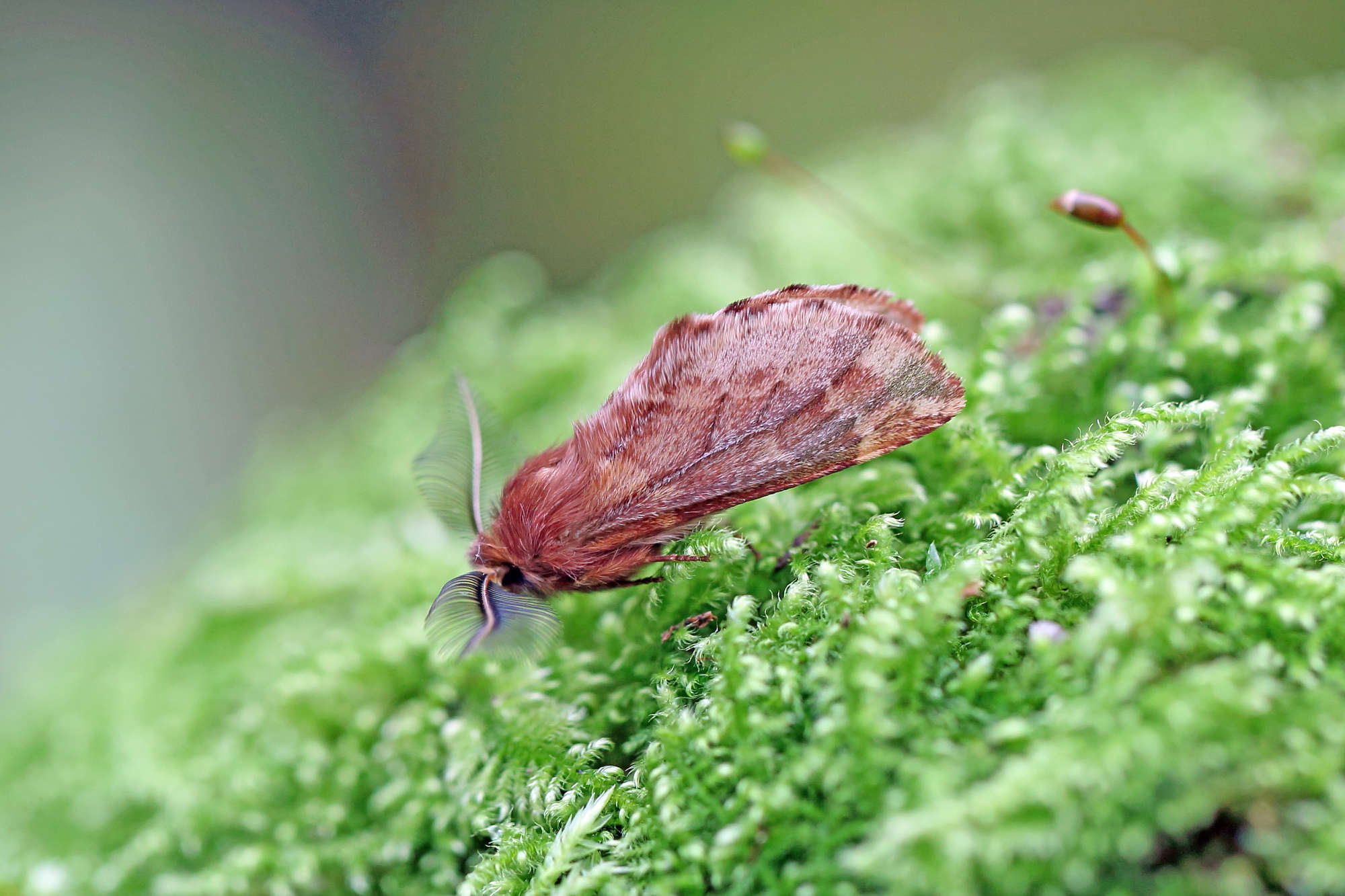 Plumed Prominent | Somerset Moths
