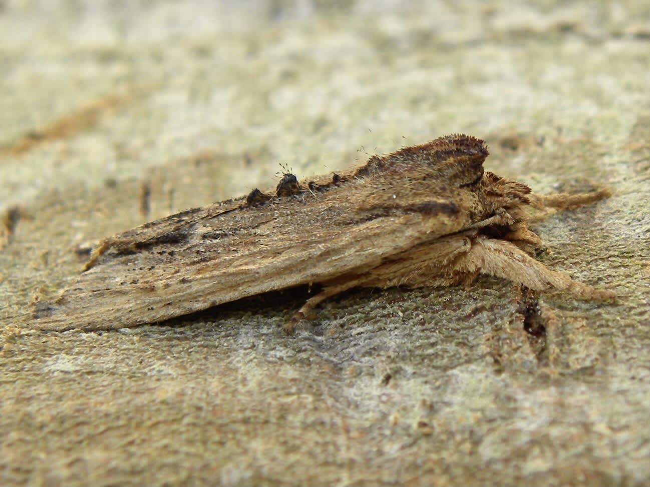 Tawny Pinion | Somerset Moths