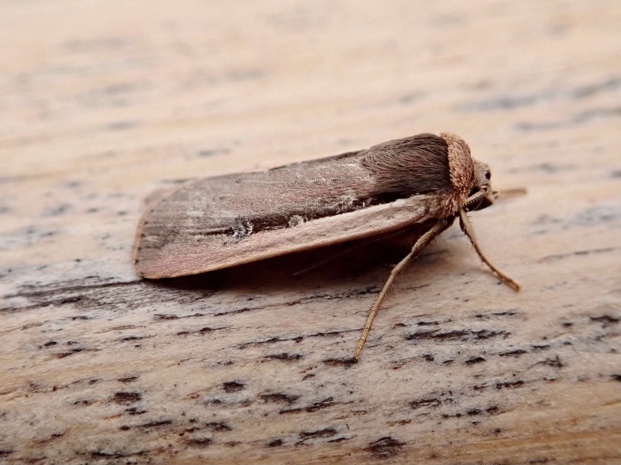 Radford's Flame Shoulder | Somerset Moths