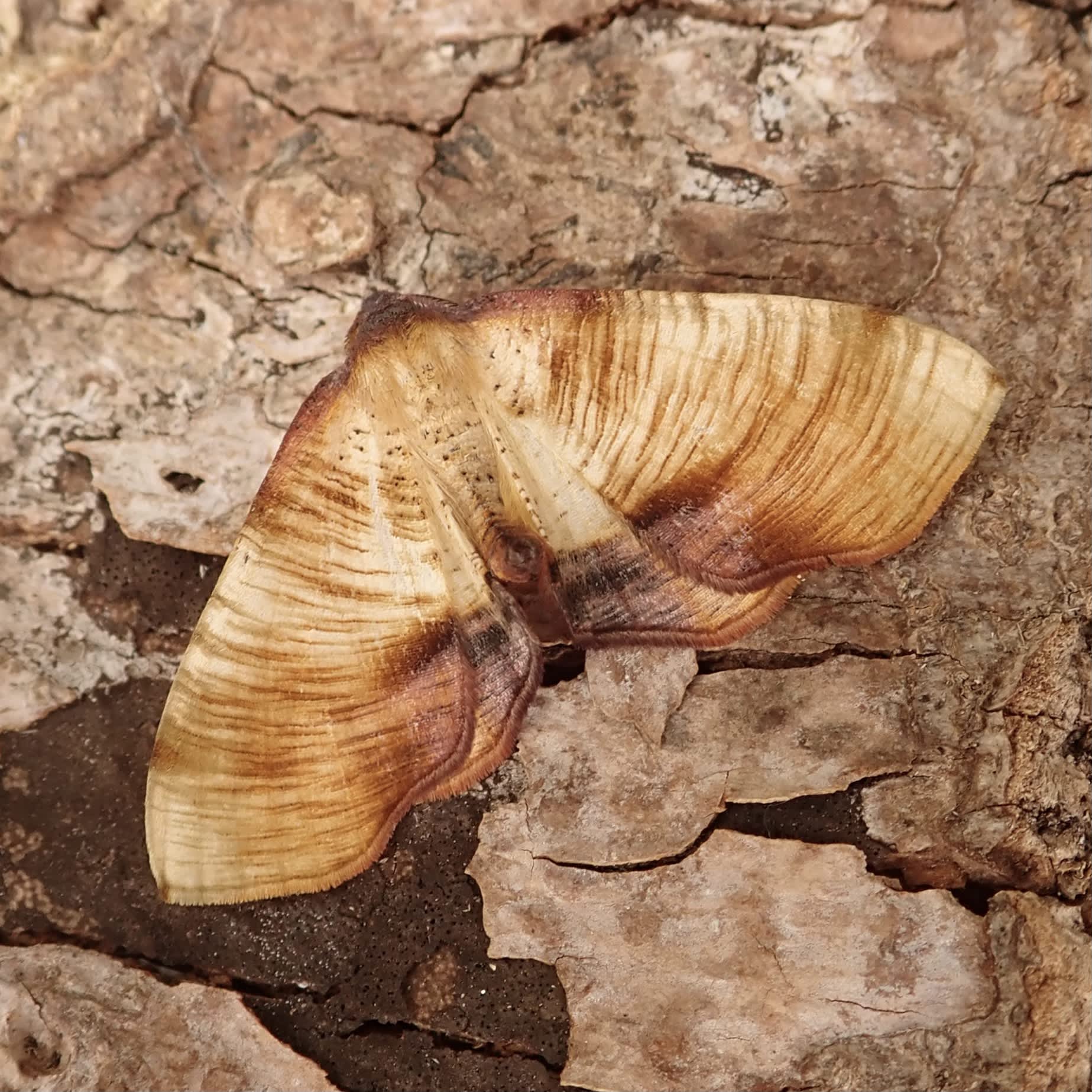 Scorched Wing | Somerset Moths