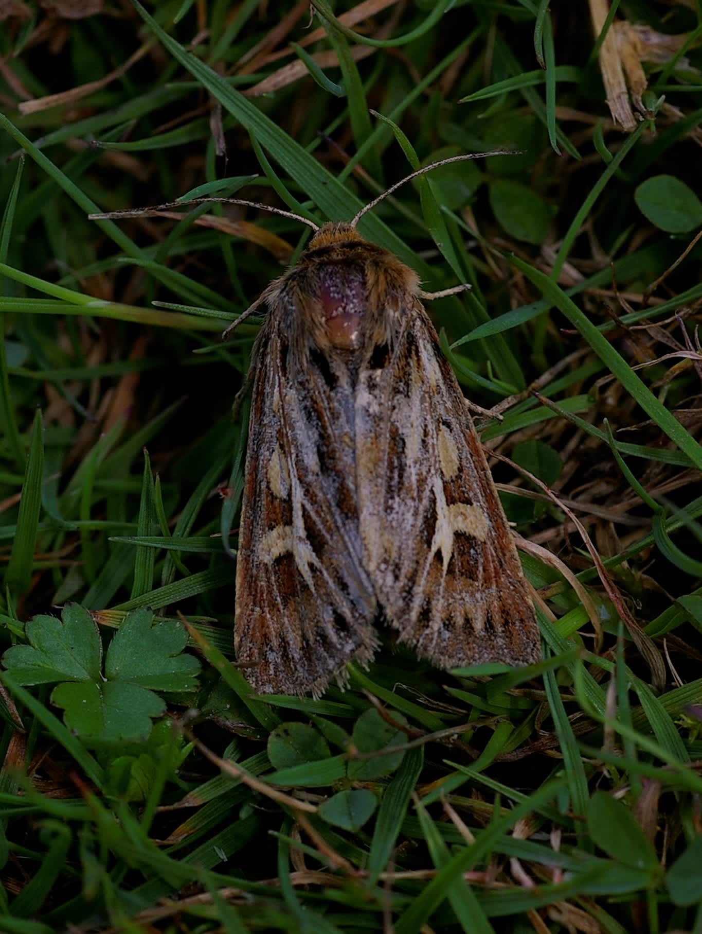 Antler Moth | Somerset Moths