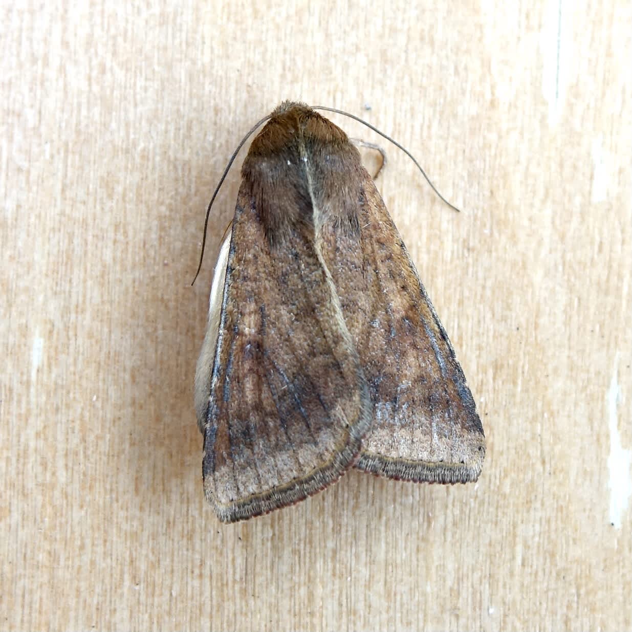Scarce Bordered Straw | Somerset Moths
