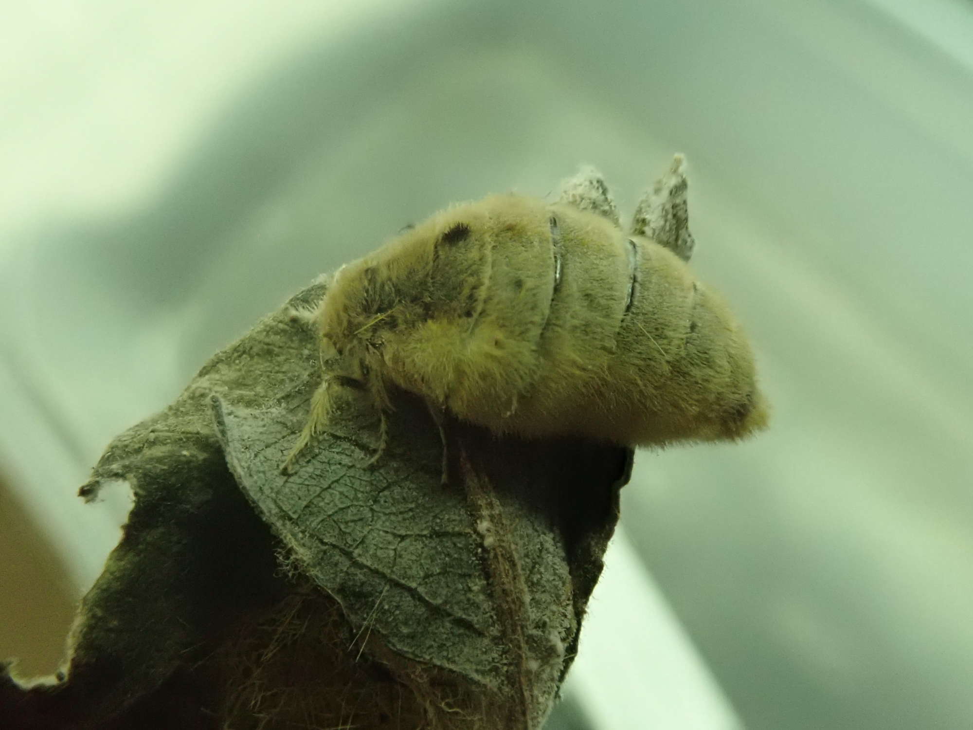 The Vapourer | Somerset Moths