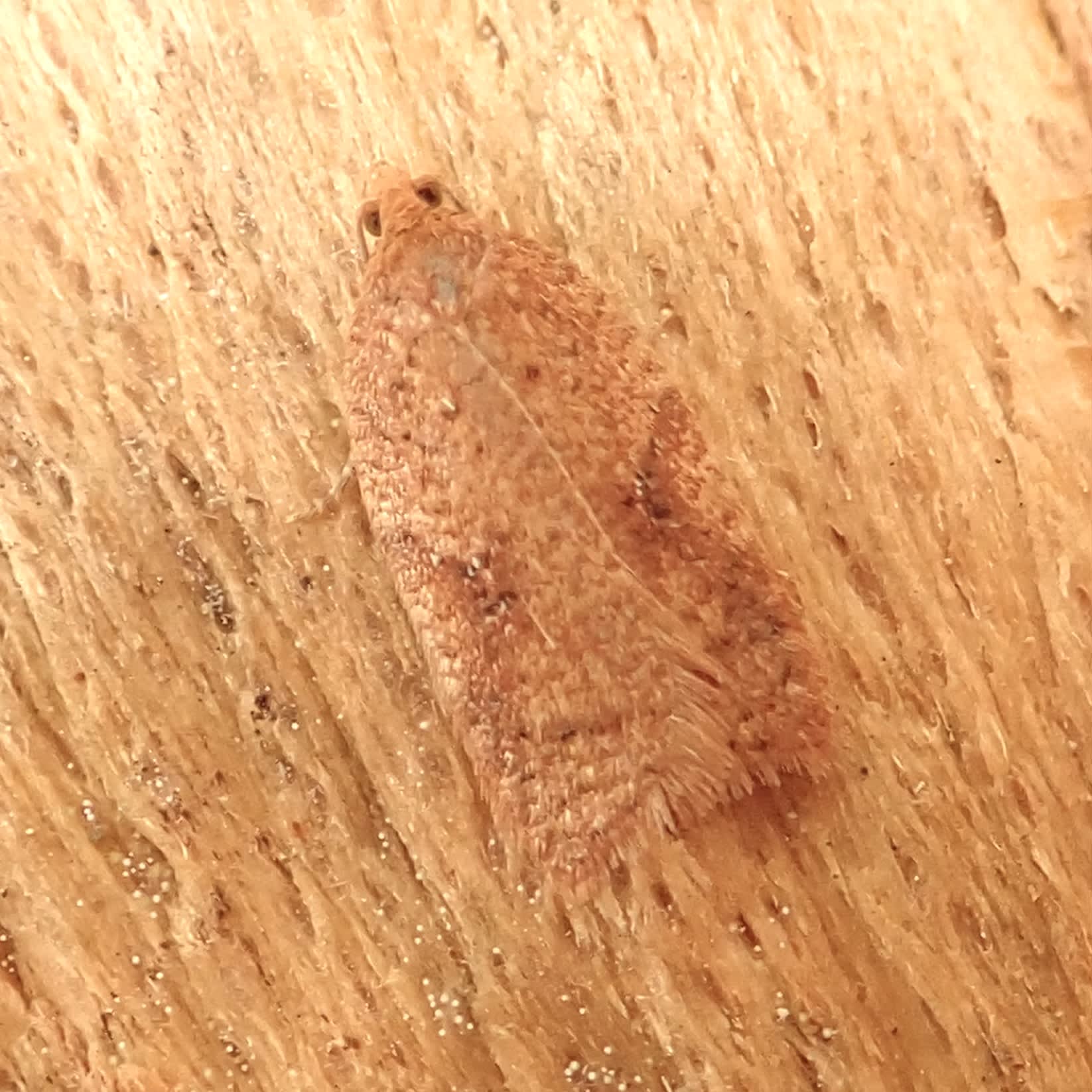 Acleris ferrugana | Somerset Moths