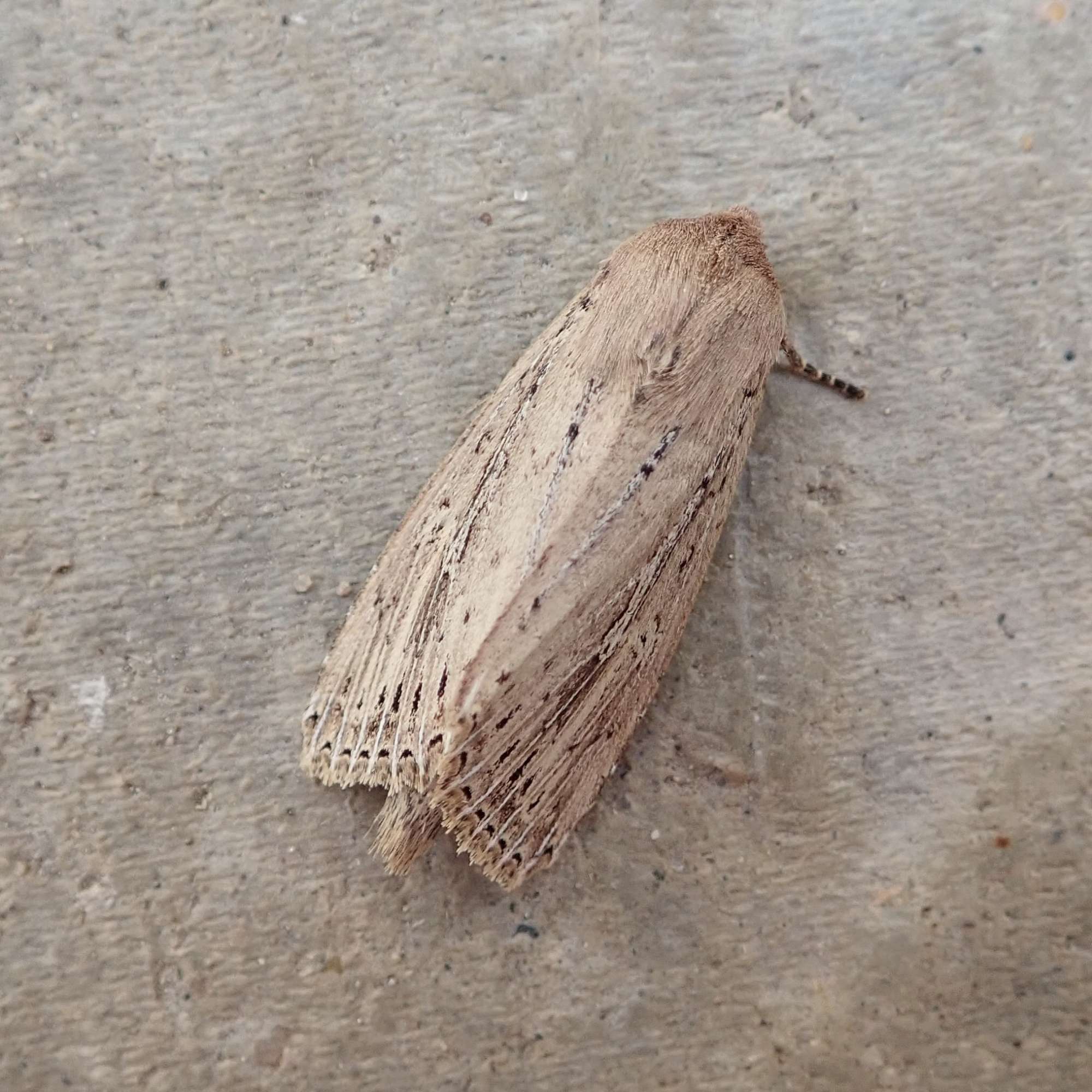 Bulrush Wainscot | Somerset Moths