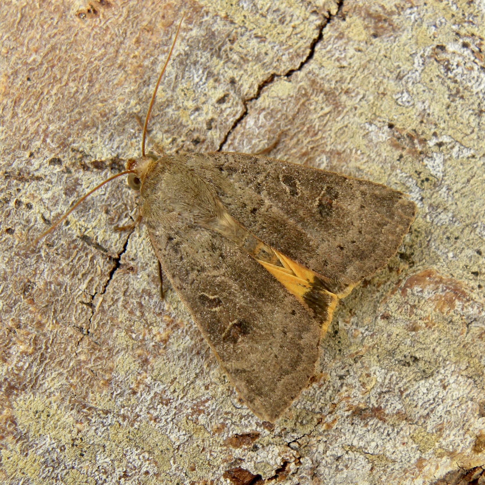 Lesser Yellow Underwing | Somerset Moths