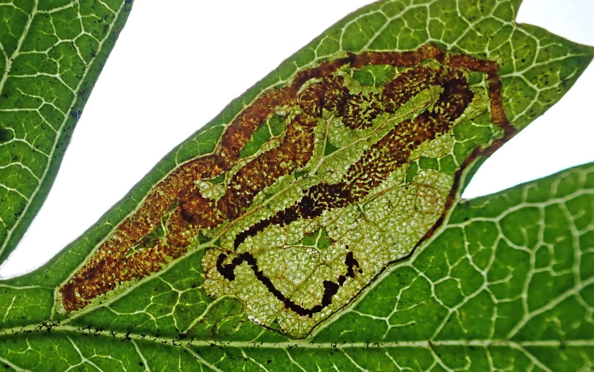 Stigmella regiella | Somerset Moths
