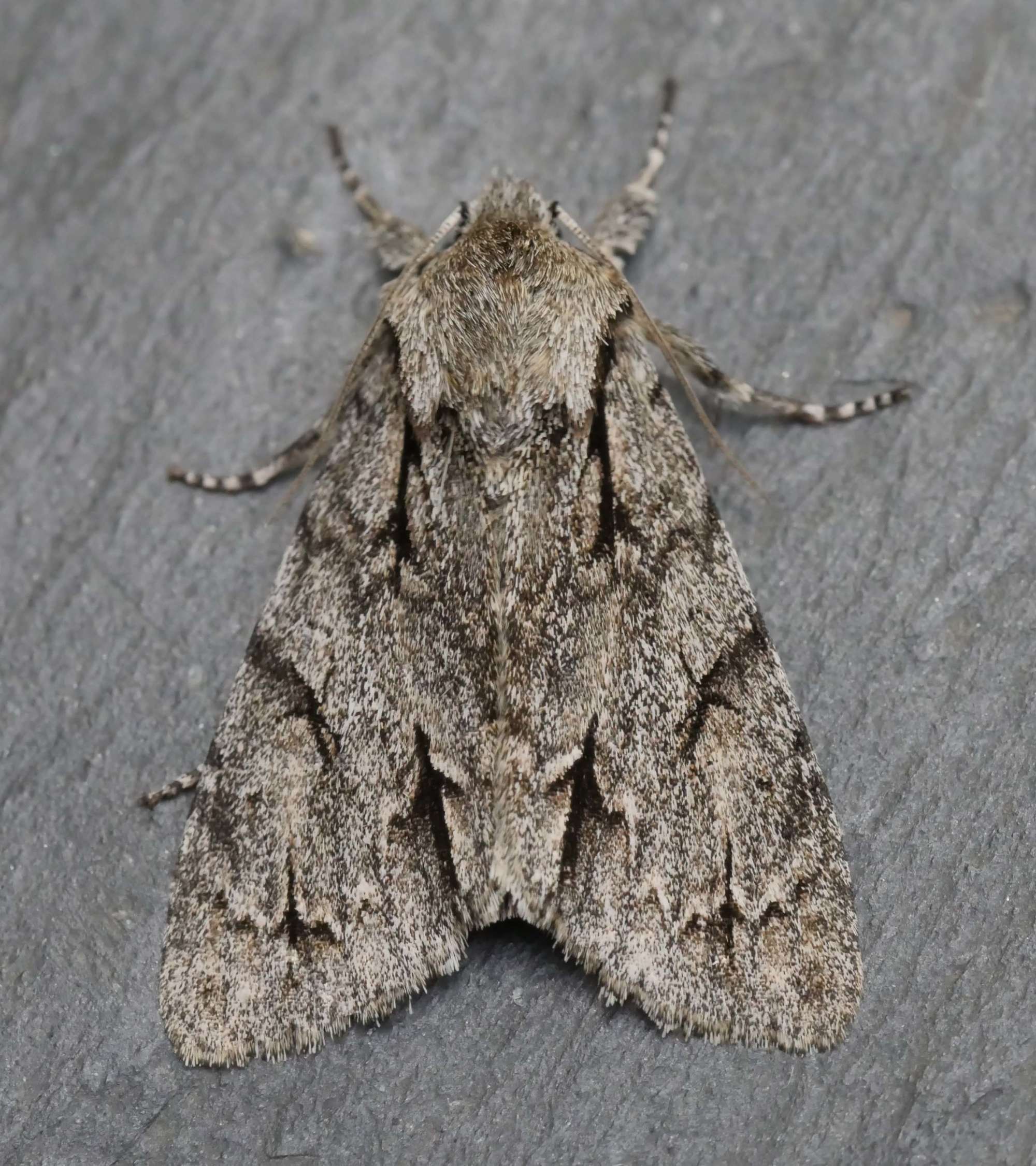 The Miller | Somerset Moths