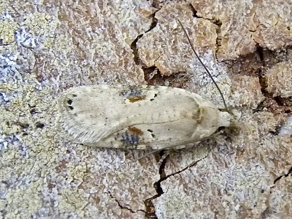 Agonopterix alstromeriana | Somerset Moths