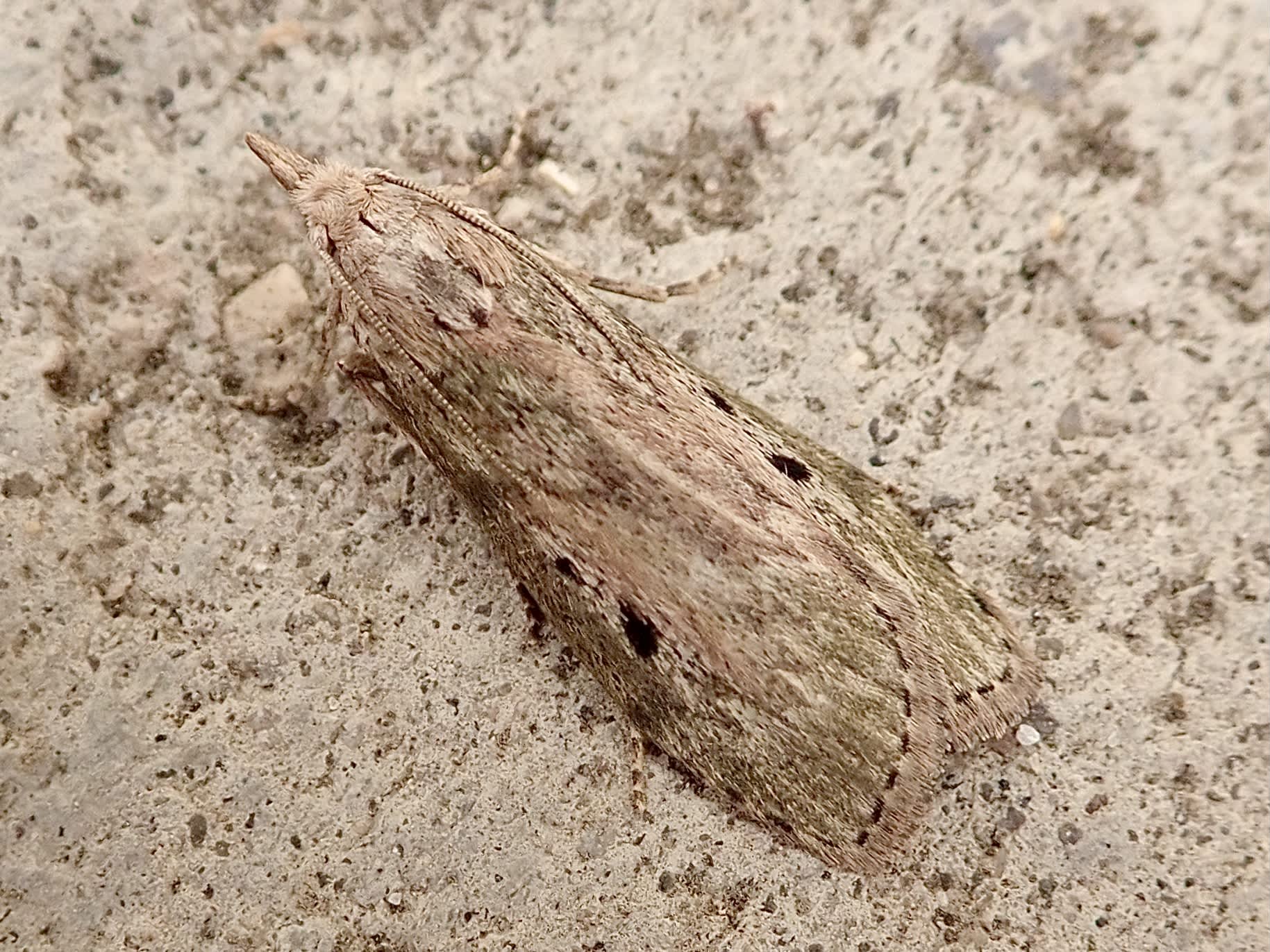 Aphomia sociella | Somerset Moths