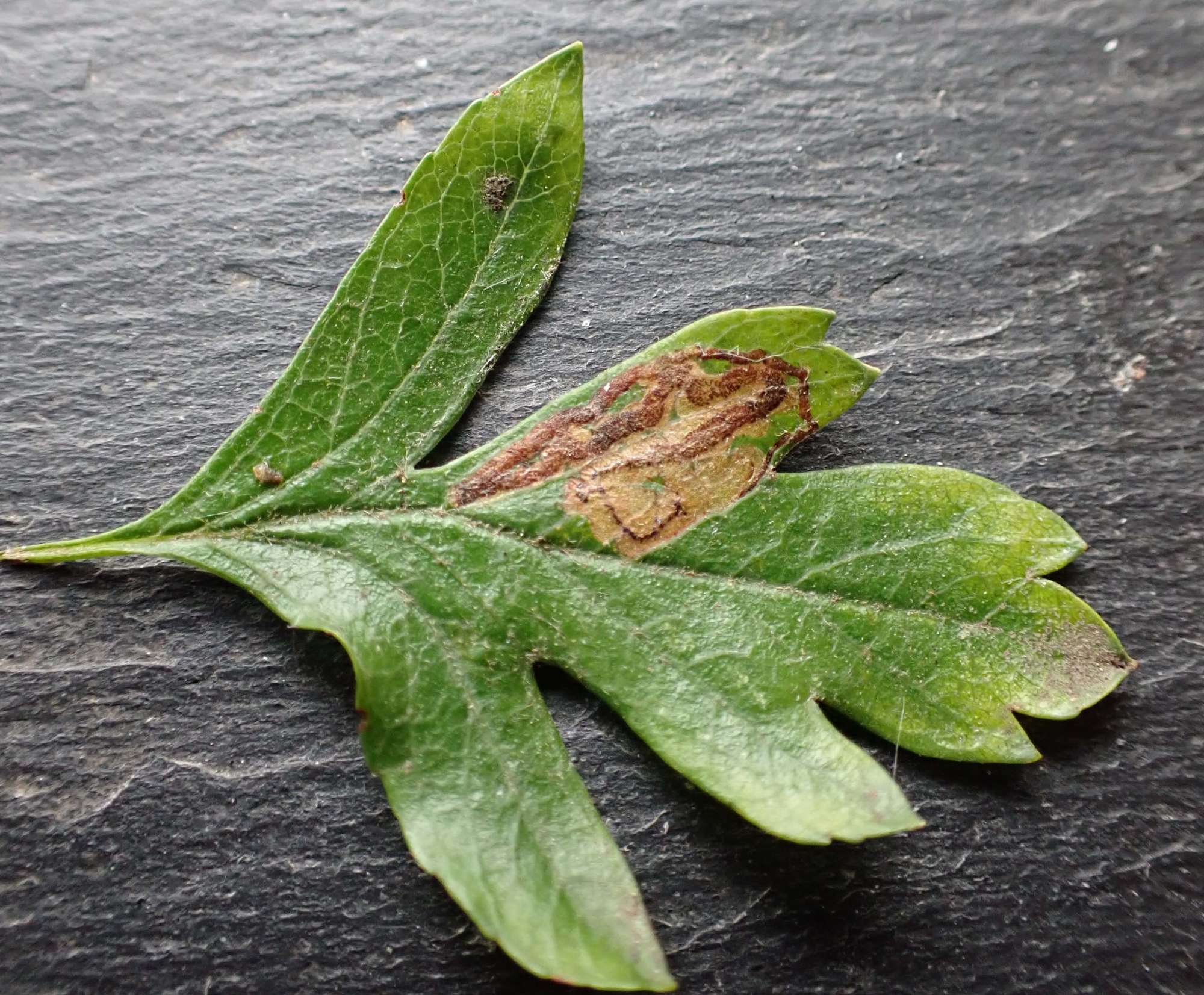 Stigmella regiella | Somerset Moths