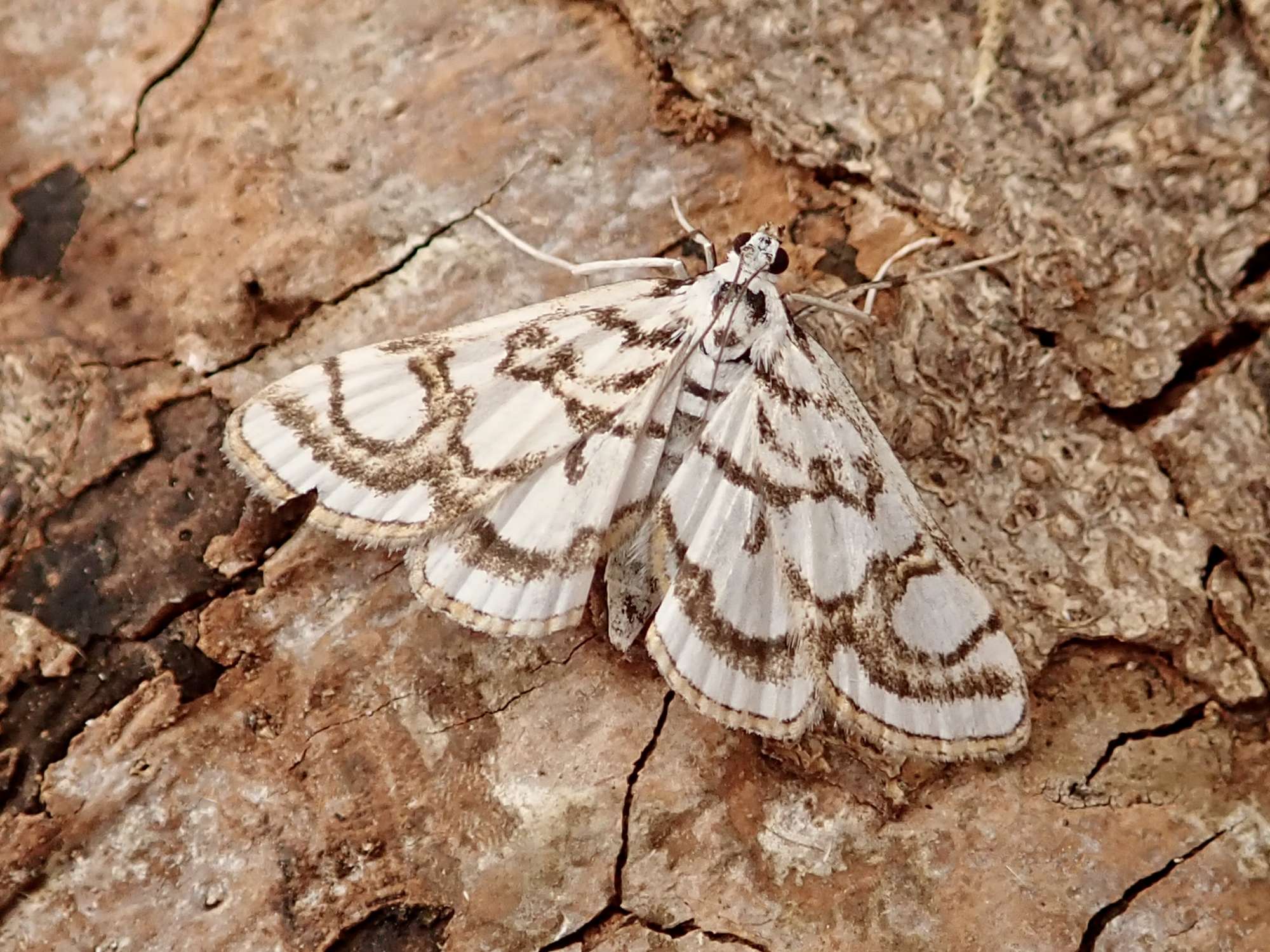 Nymphula nitidulata | Somerset Moths