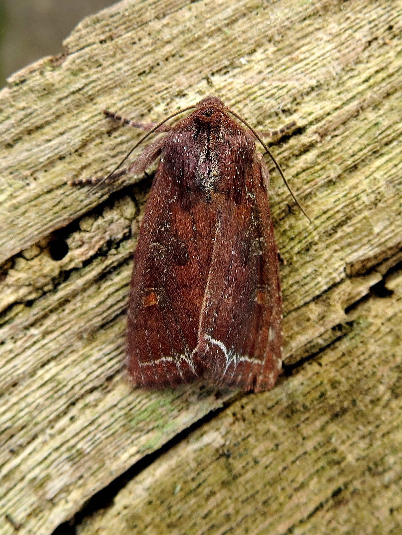 Bright-line Brown-eye | Somerset Moths